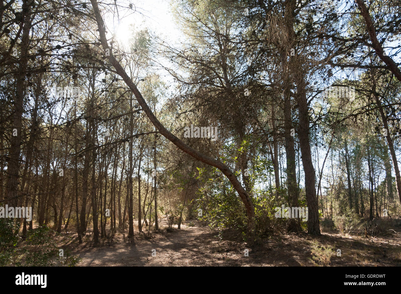 Mediterranean forest sunbeam sunlight hi-res stock photography and ...