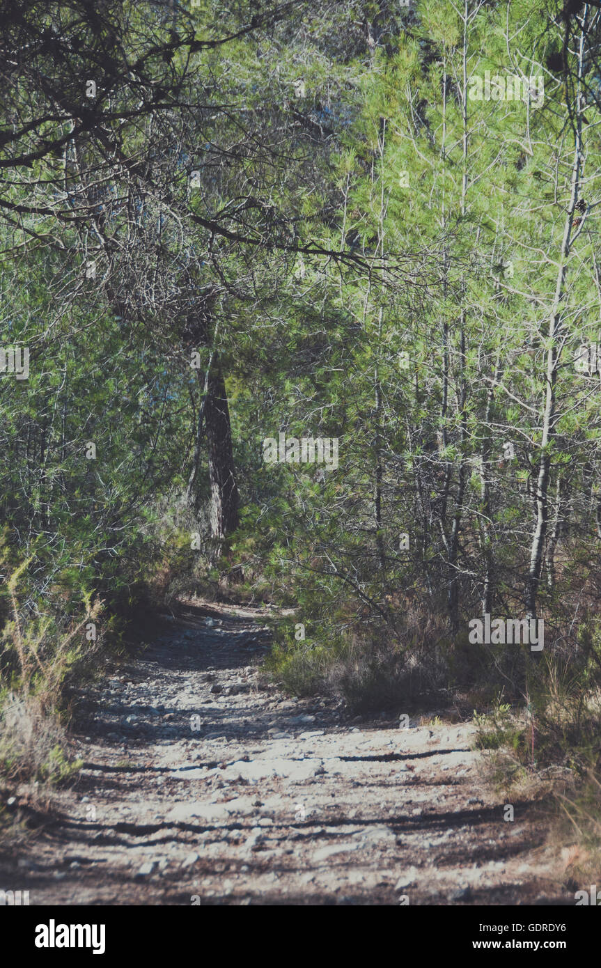 Pathway through a pine tree forest Stock Photo - Alamy