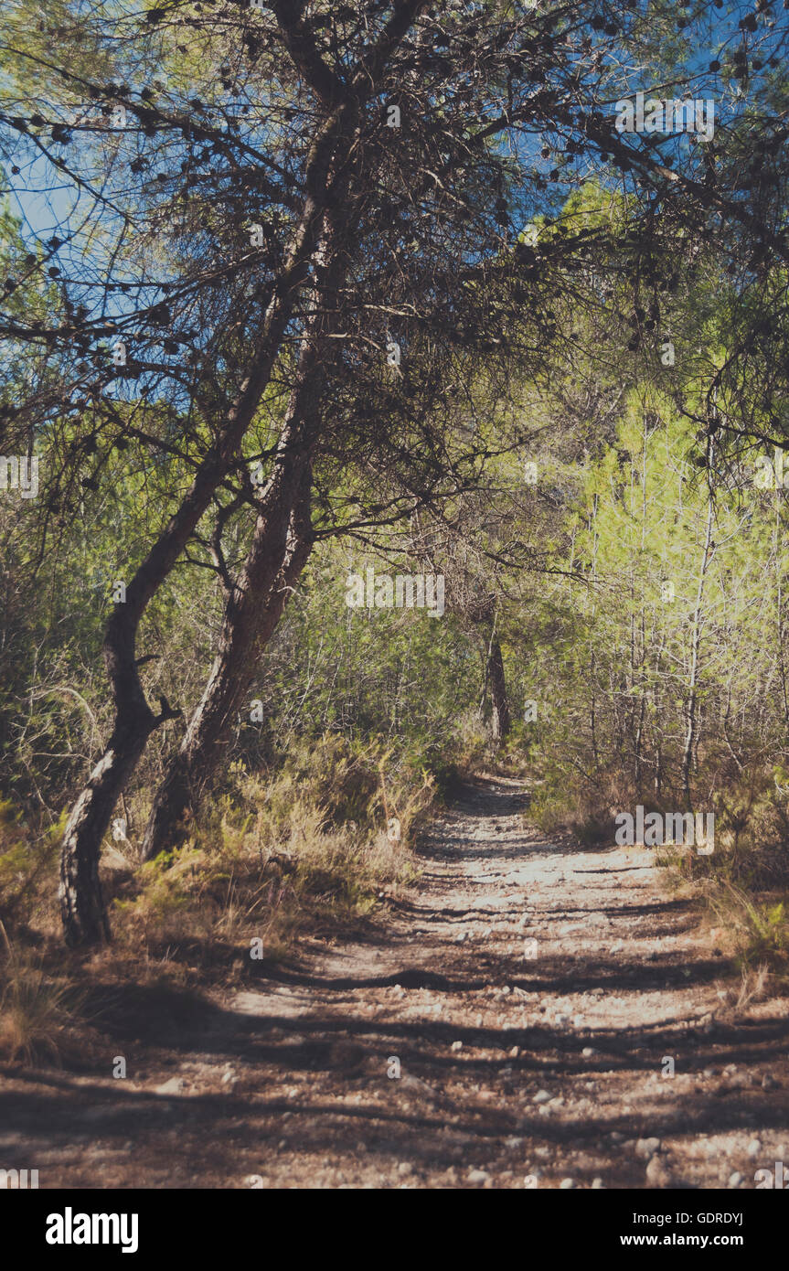 Pathway through a pine tree forest Stock Photo - Alamy