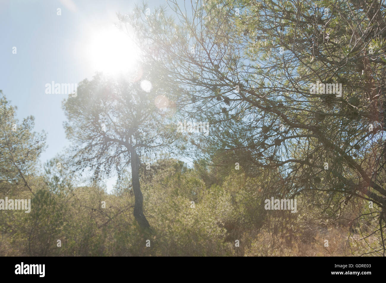Mediterranean forest sunbeam sunlight hi-res stock photography and ...