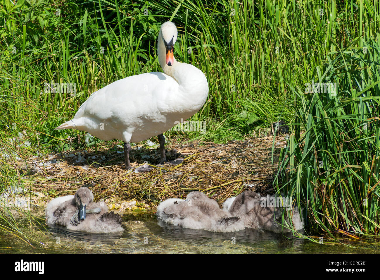 Cygnets at nest hi-res stock photography and images - Alamy