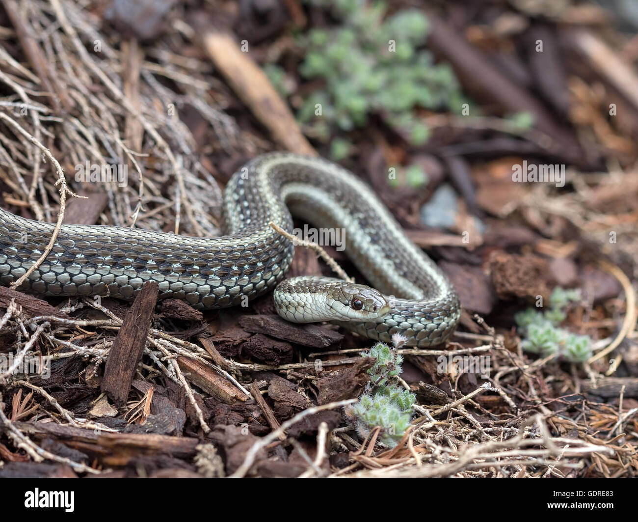 Thamnophis Ordinoides
