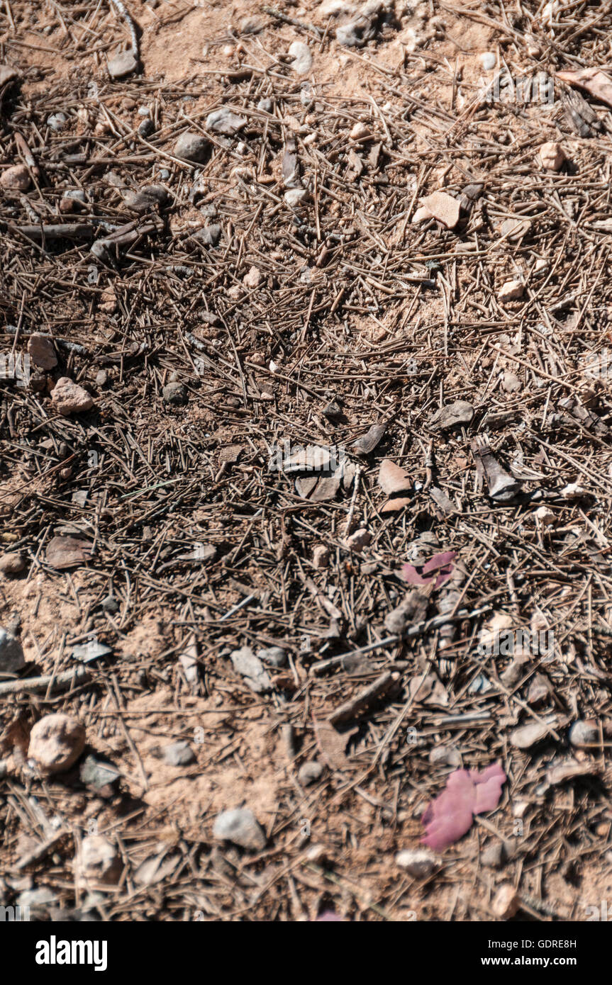 Dry ecology pebbles deforestation hi-res stock photography and images ...