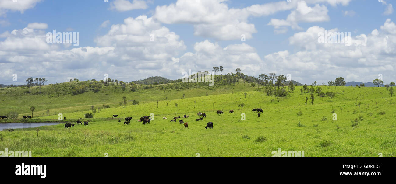 Australian Agriculture Beef Cattle Farming in Queensland with lush ...