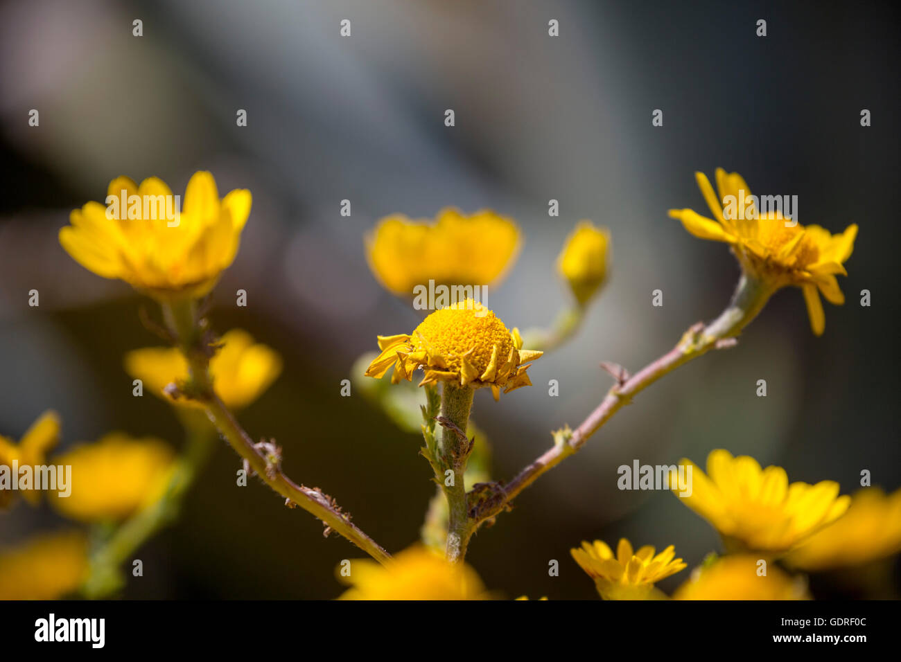 Yellow flowers, Cabo da Roca, the westernmost point of the continent of ...