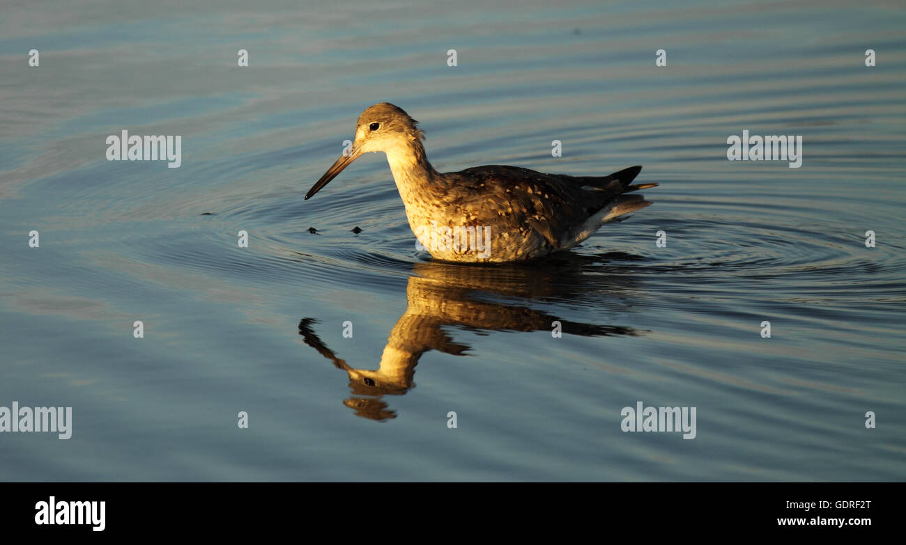 A Willet wading through the ocean Stock Photo - Alamy