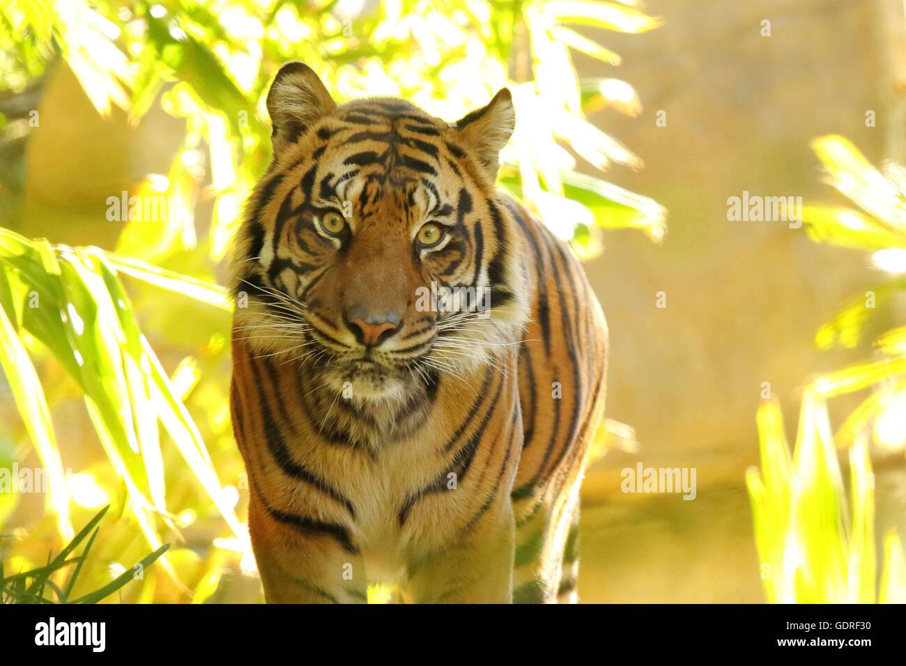 Tiger approach approaching hi-res stock photography and images - Alamy