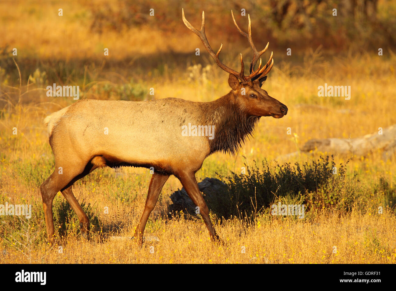 Bull elk walking hi-res stock photography and images - Alamy