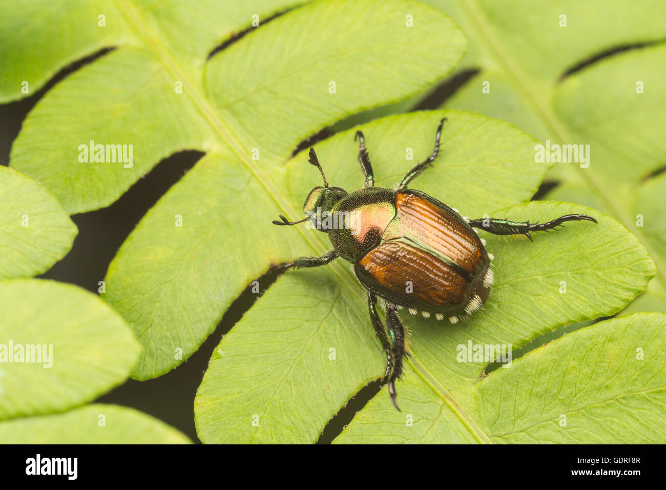 A Japanese Beetle (Popillia japonica) perches on a fern leaf Stock ...