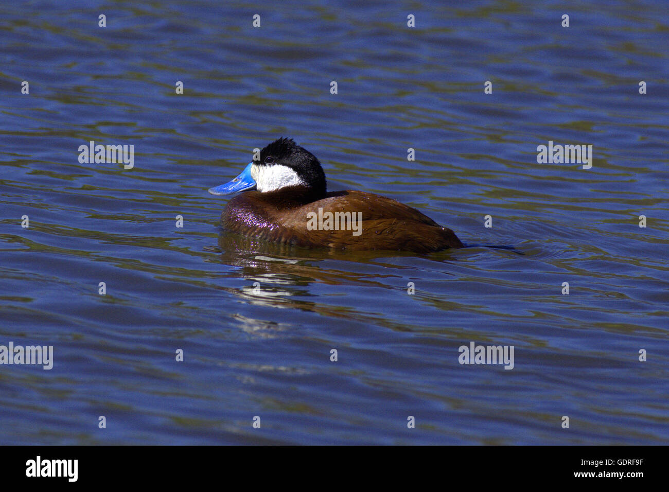 Ruddy blue hi-res stock photography and images - Alamy