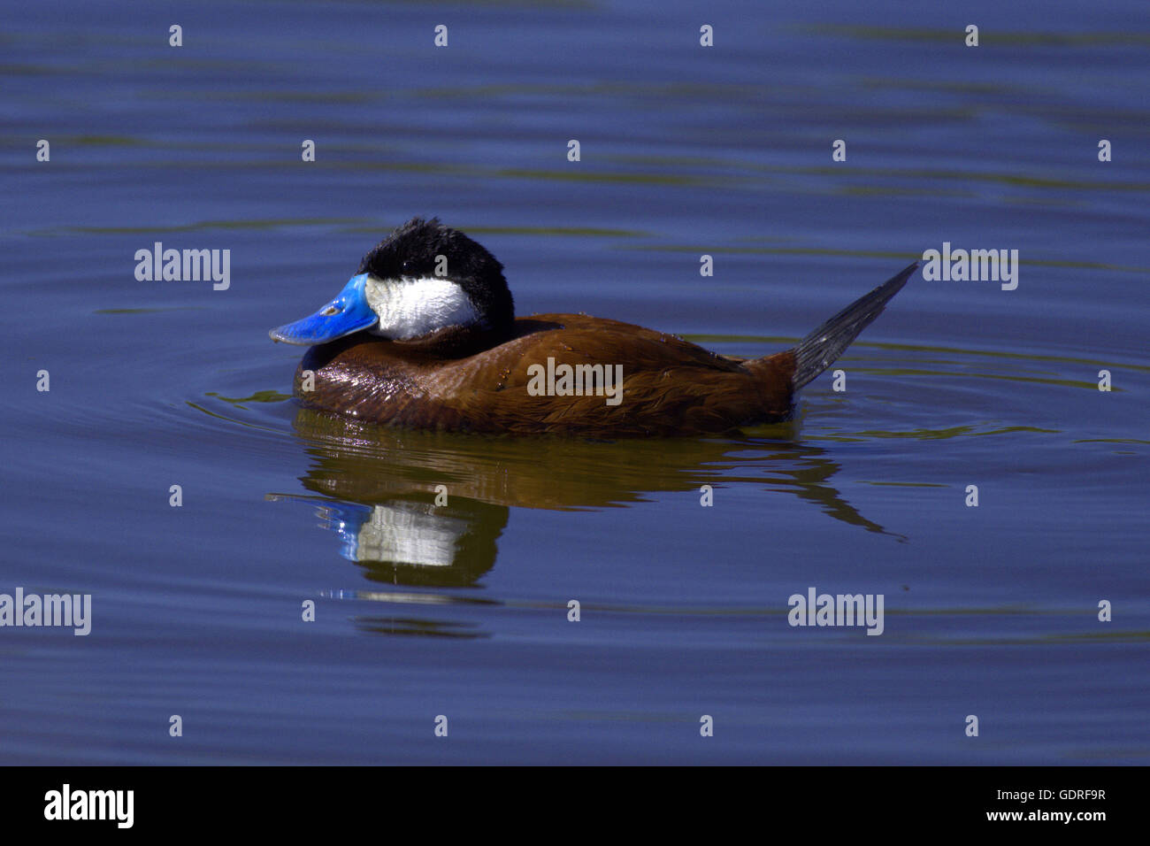 Ruddy blue hi-res stock photography and images - Alamy