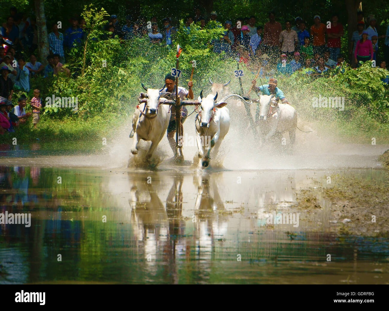 Outdoor activity sport of Vietnamese farmer, cow race, traditional ...