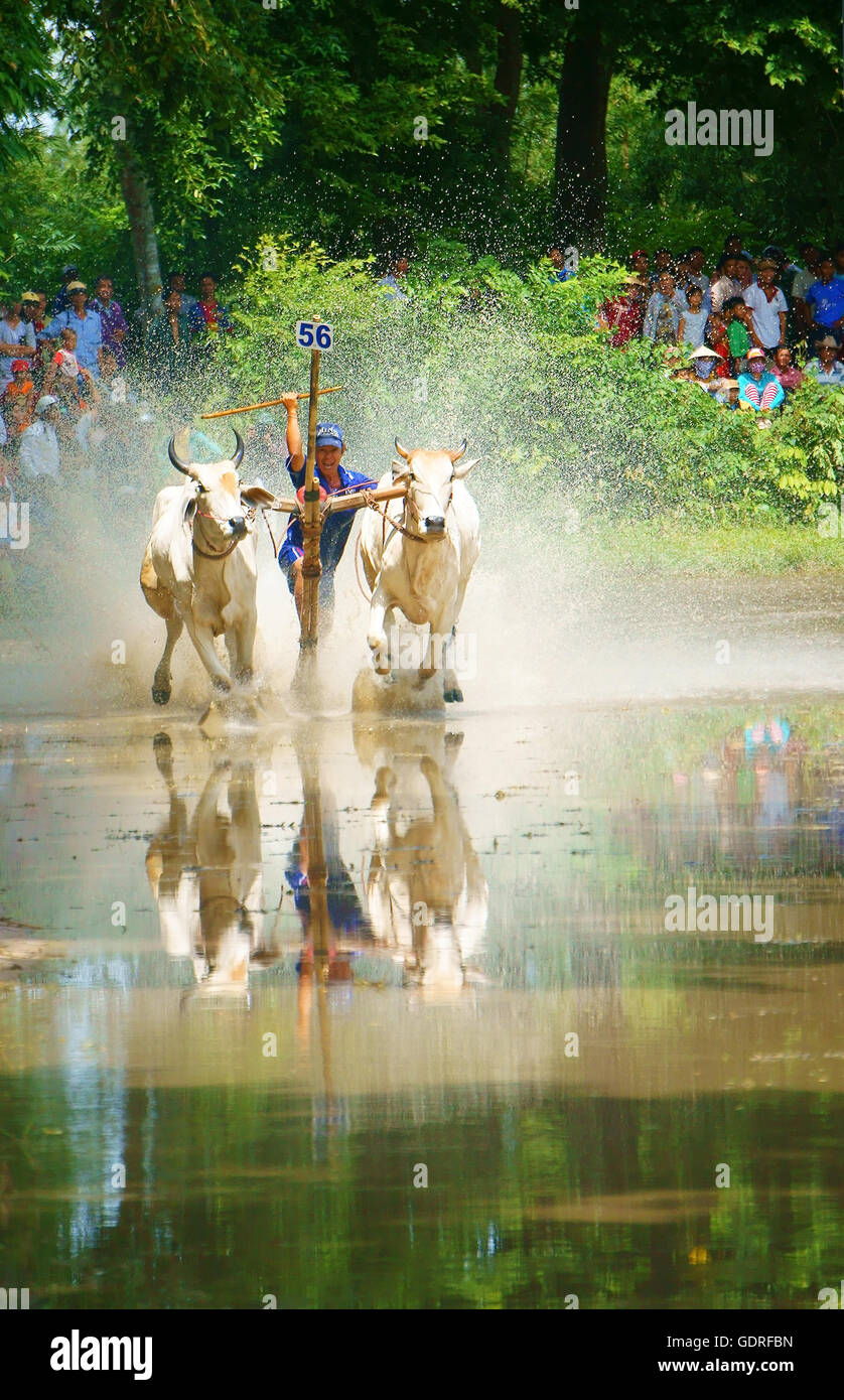 Outdoor activity sport of Vietnamese farmer, cow race, traditional ...