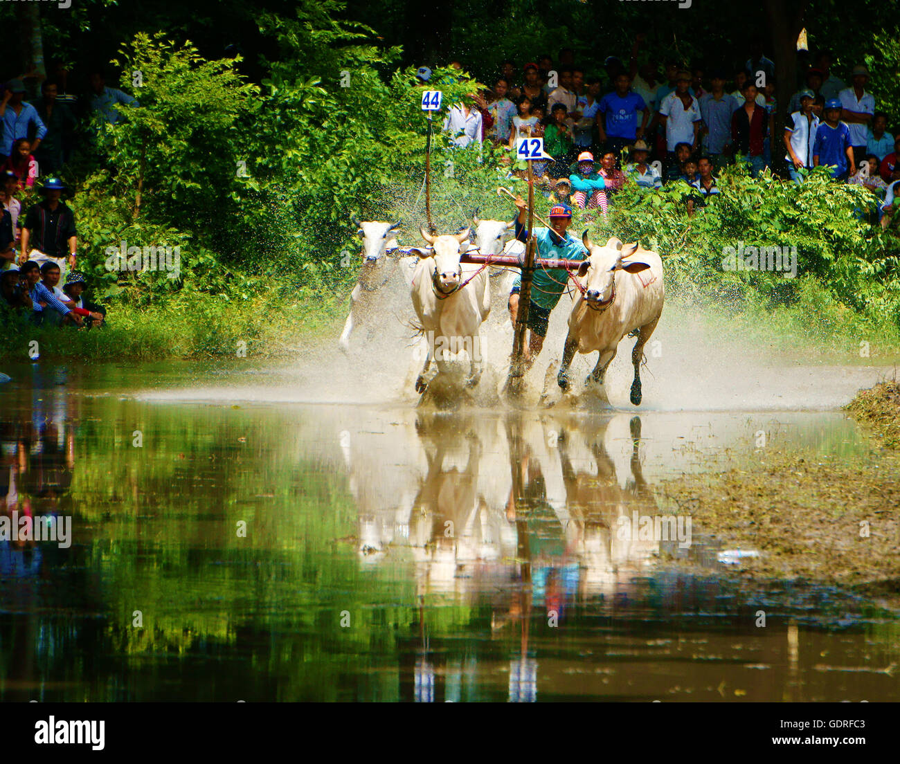 Vietnamese cow hi-res stock photography and images - Alamy