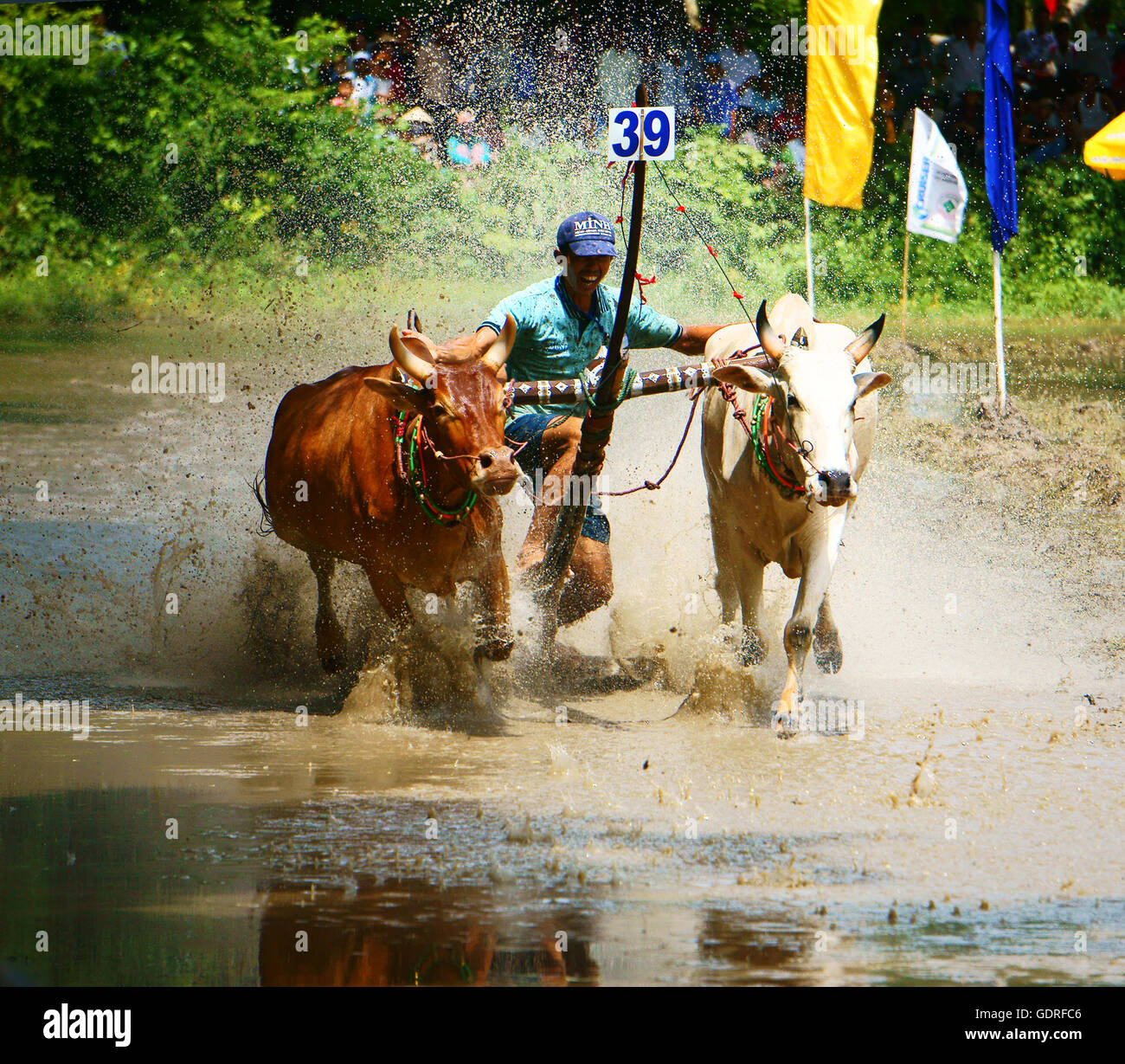 Outdoor activity sport of Vietnamese farmer, cow race, traditional ...