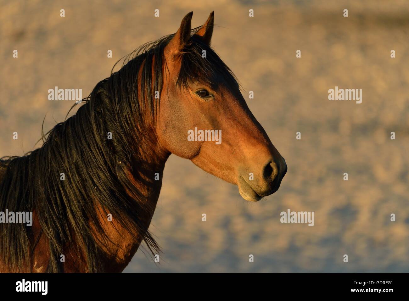 Desert Horse (Equus ferus), portrait, near waterhole Garub, near Aus ...