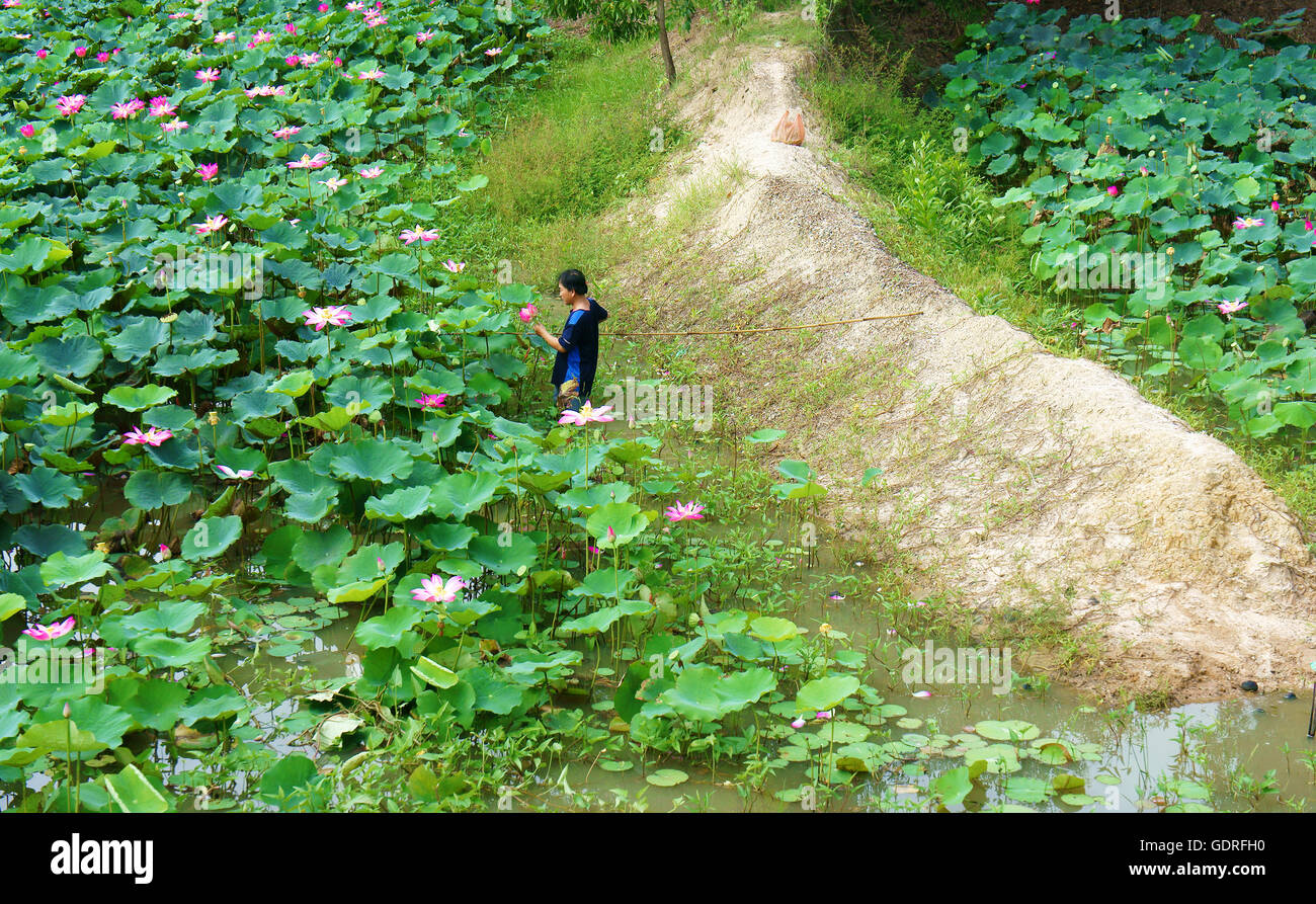 DONG THAP, VIET NAM- SEPT 22: Asian farmer picking lotus flower at ...