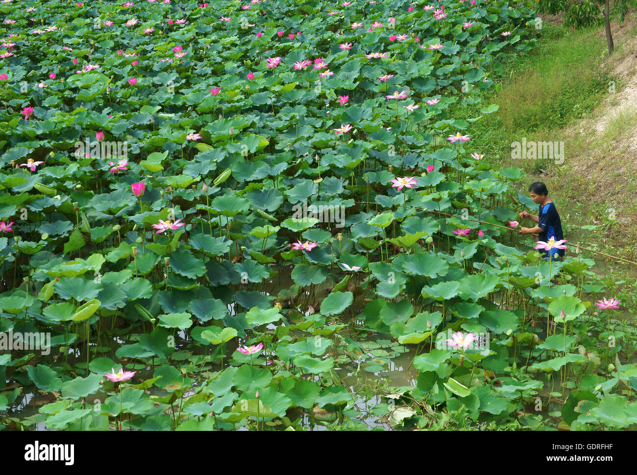 Picking lotus flowers hi-res stock photography and images - Alamy