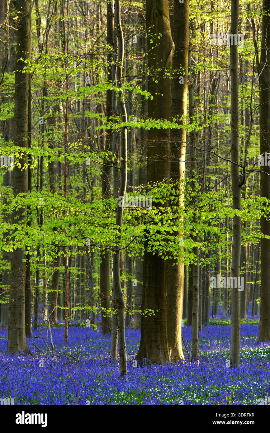 European beeches (Fagus sylvatica), foliation, flowering bluebells ...