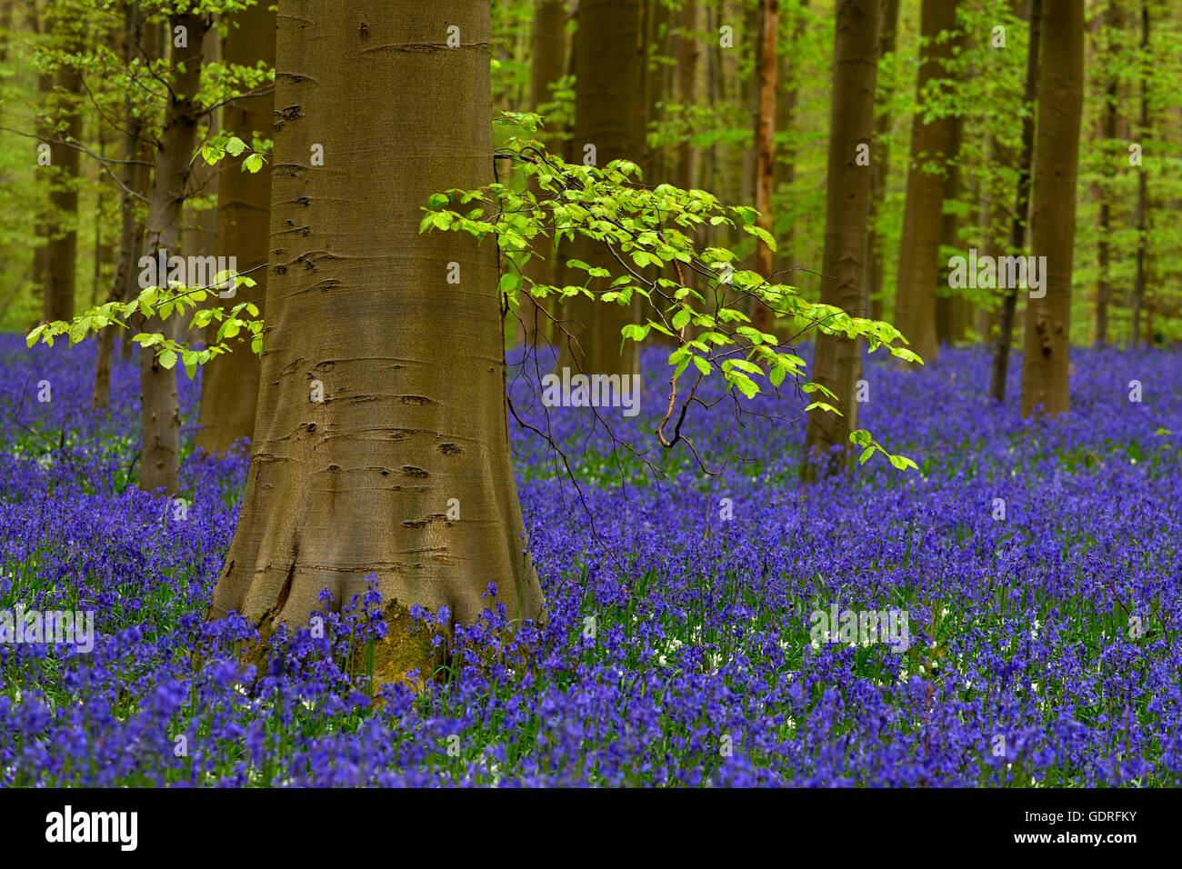 European beeches (Fagus sylvatica), foliation, flowering bluebells ...
