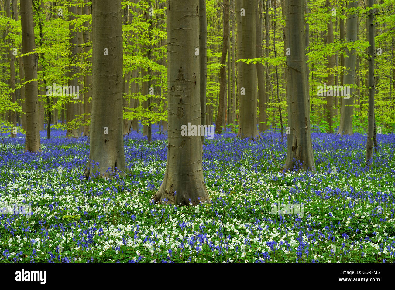 European beeches (Fagus sylvatica), foliation, flowering bluebells ...