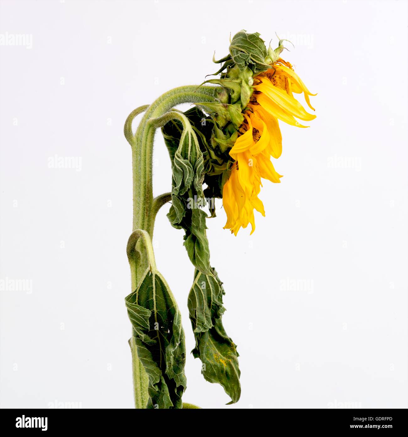 Sunflower withering hi-res stock photography and images - Alamy