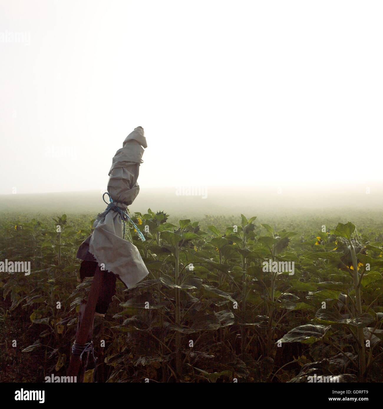 Stake fields hi-res stock photography and images - Alamy