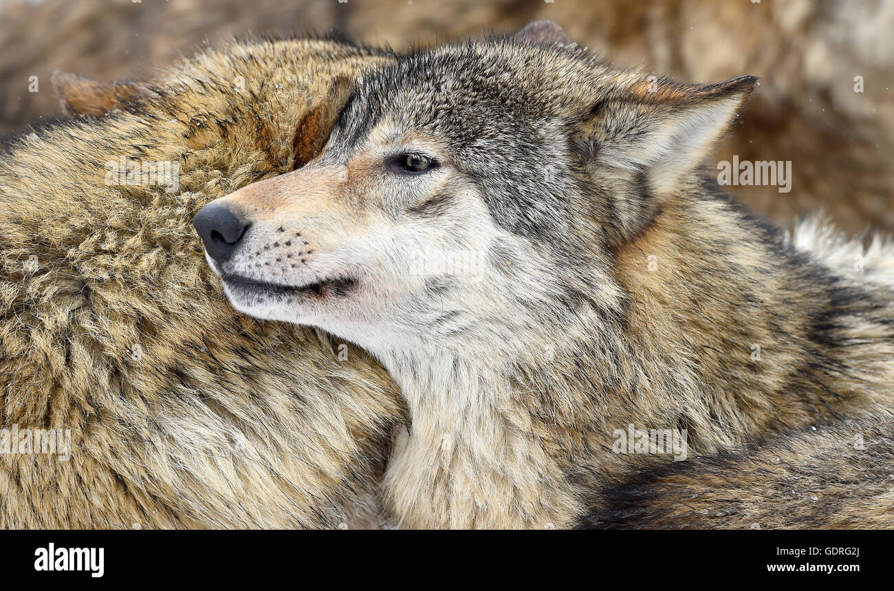 Eastern Wolf, Eastern timber wolf (Canis lupus lycaon) in winter coat ...