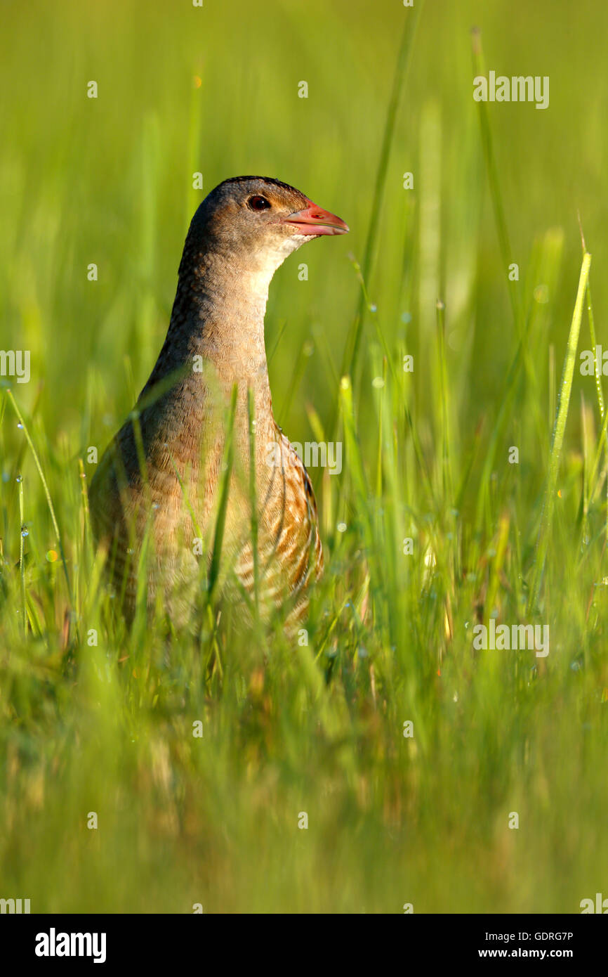 Corncrake (Crex crex) in tall grass, male in a meadow with morning dew ...