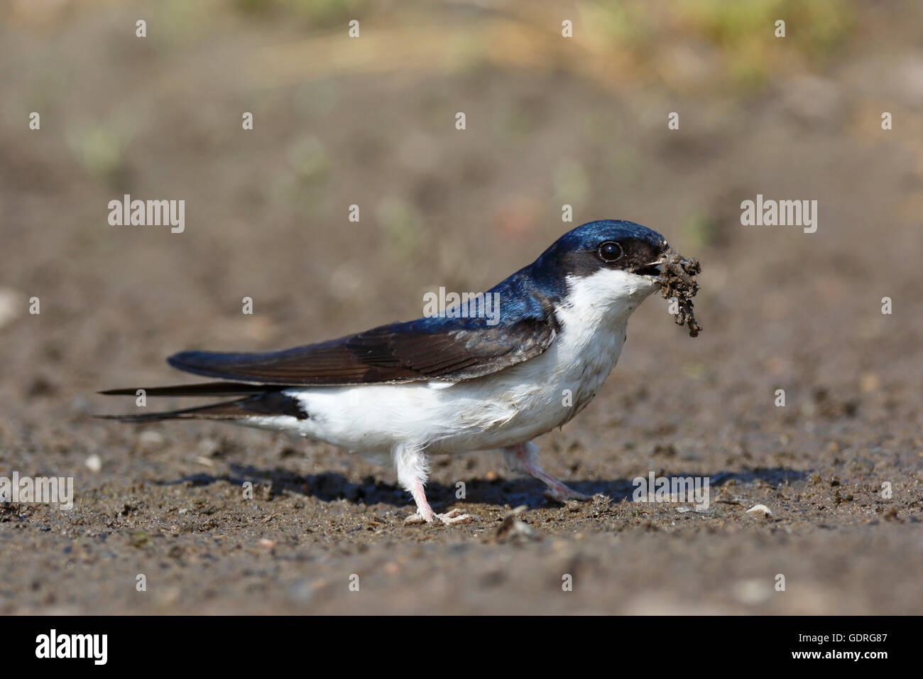 Nesting house martin hi-res stock photography and images - Alamy