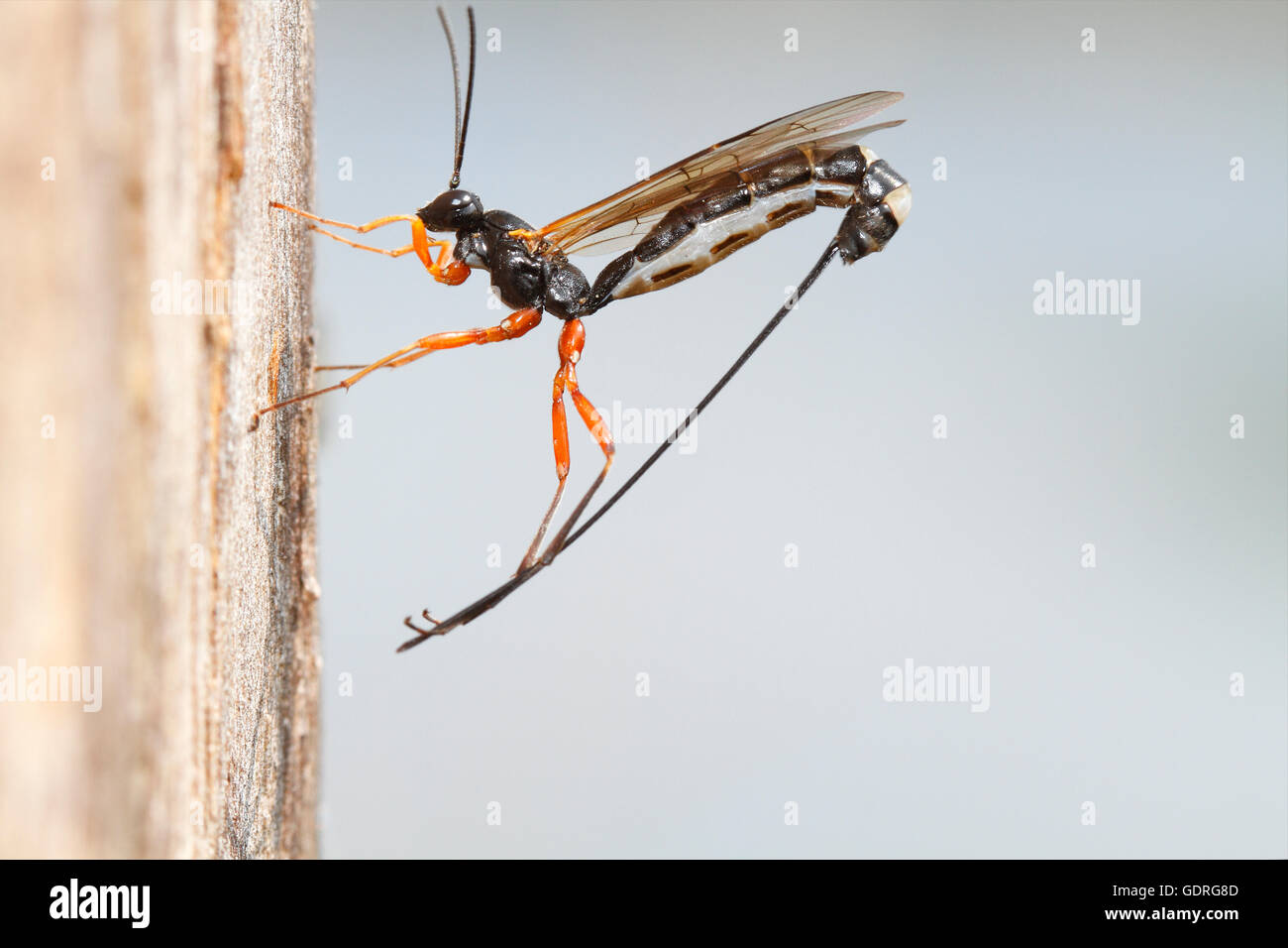 Wood-wasp (Rhyssa persuasoria), oviposition in the trunk of an alder ...
