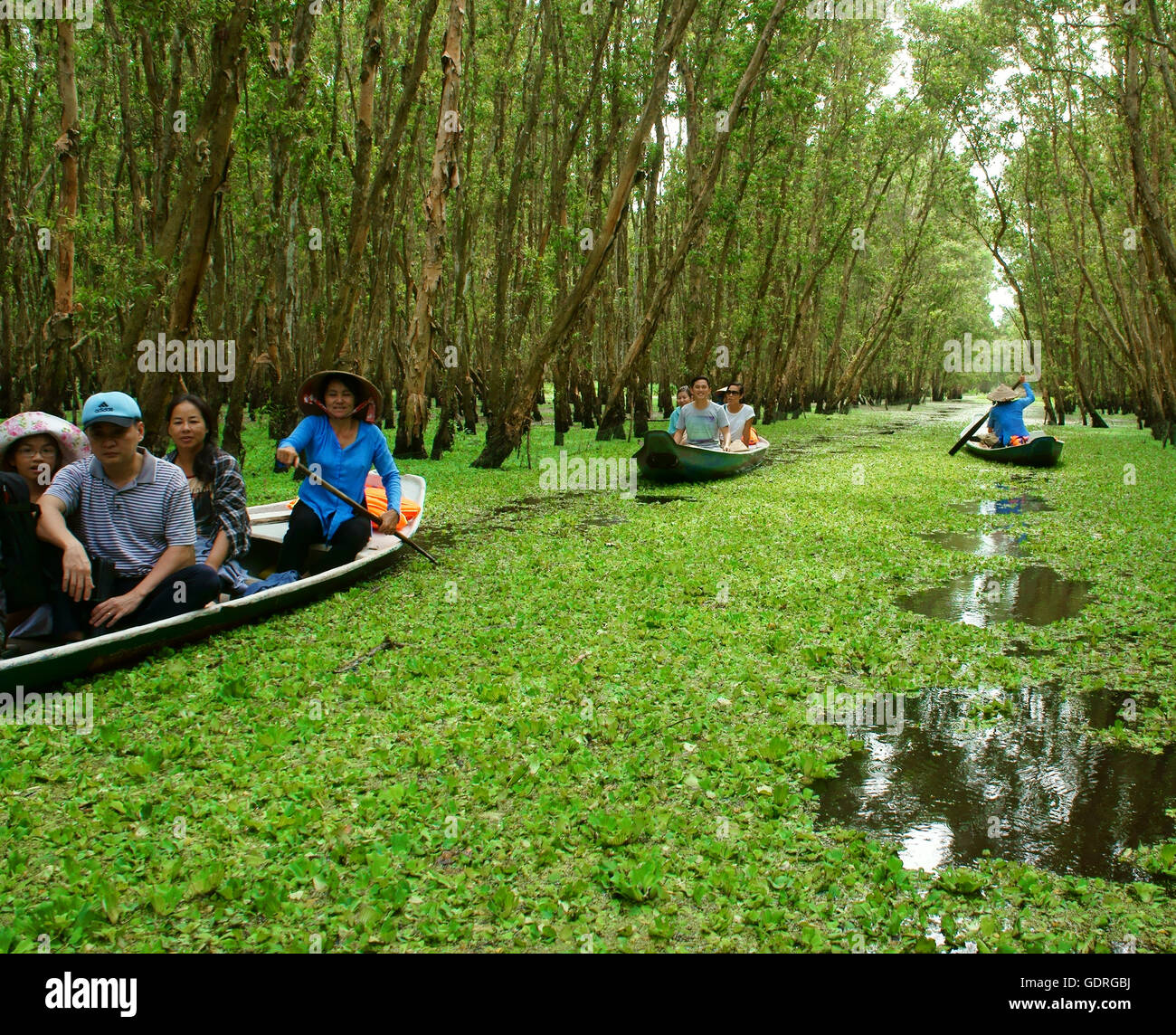 Tra Su indigo forest, eco tourist area at Mekong Delta, traveler in ...