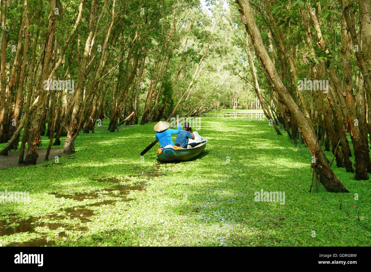 Tra Su indigo forest, eco tourist area at Mekong Delta, traveler in ...
