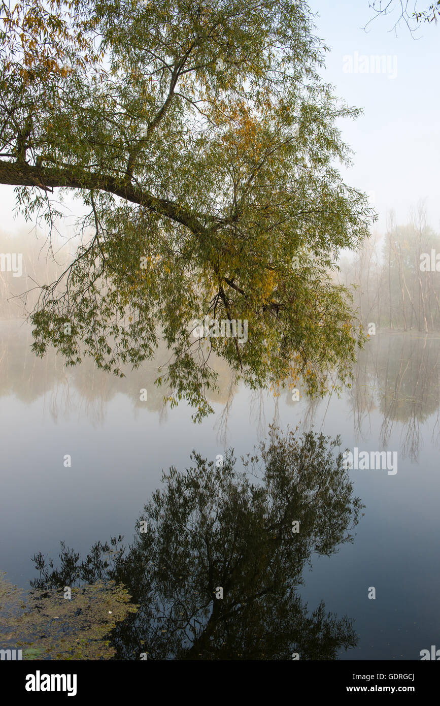 Bent Over Birch Tree High Resolution Stock Photography and Images - Alamy