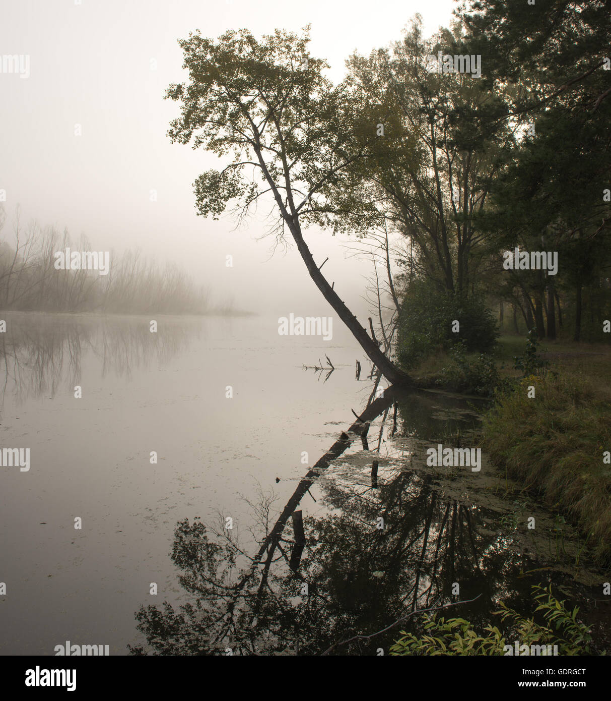 Bent over birch tree hi-res stock photography and images - Alamy