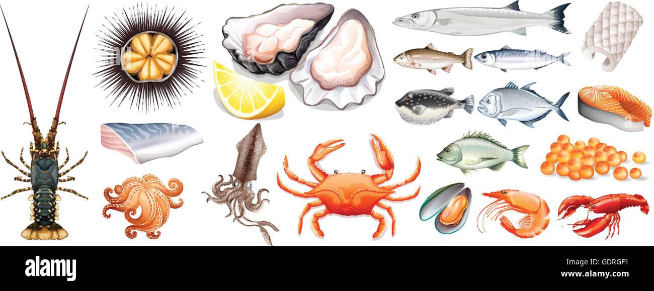 Set of different kinds of seafood illustration Stock Vector Image & Art ...