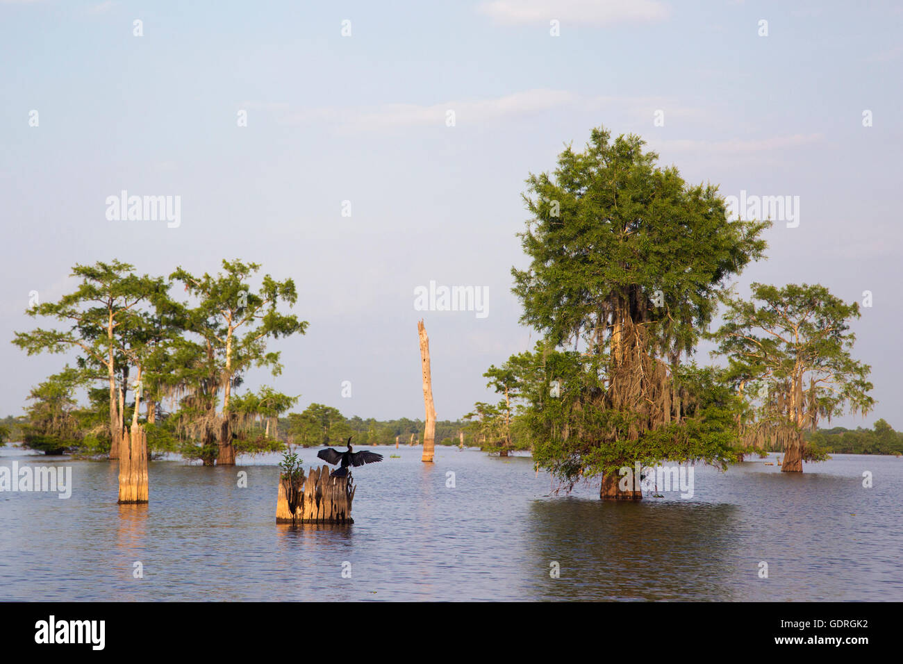 Anhinga (Anhinga anhinga leucogaster) on a bald cypress (Taxodium ...