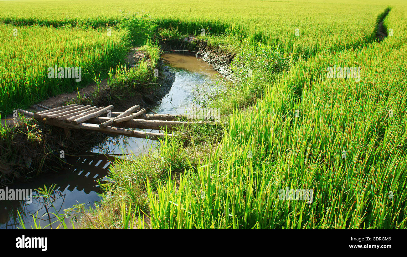 Vietnam rural, vibrant colors of paddy field in sunny day, bamboo ...