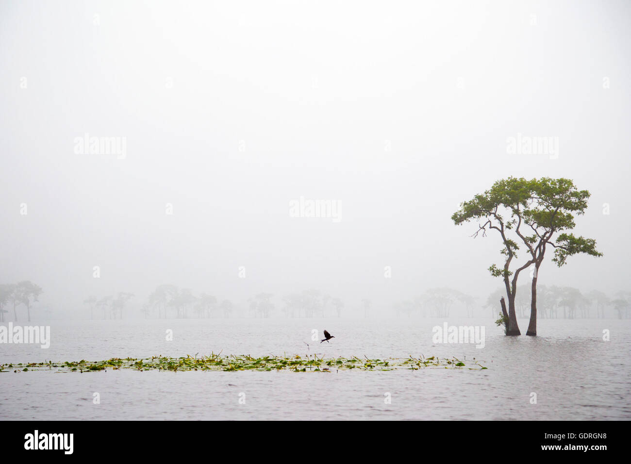 Bird flying over water lily patch and Tupelo trees (Nyssa aquatica) in ...