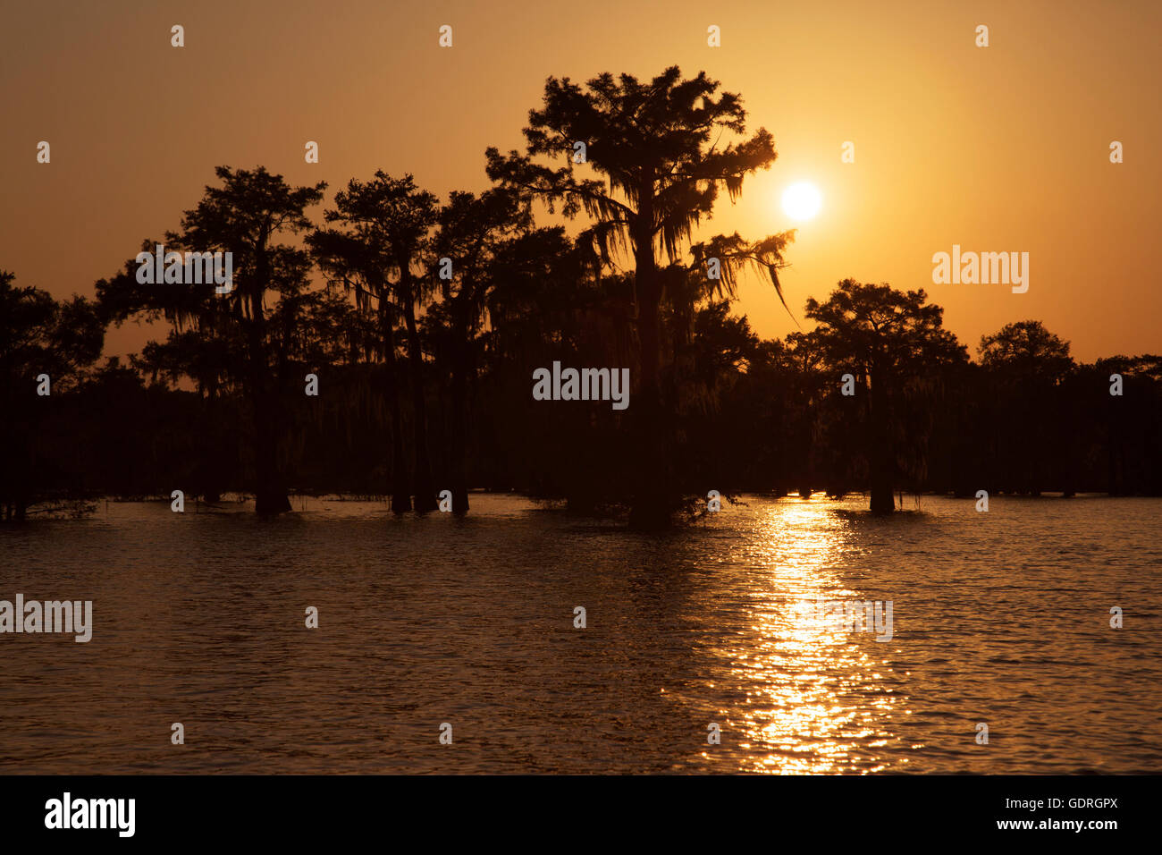 Louisiana bayou swamp cypress trees hi-res stock photography and images ...