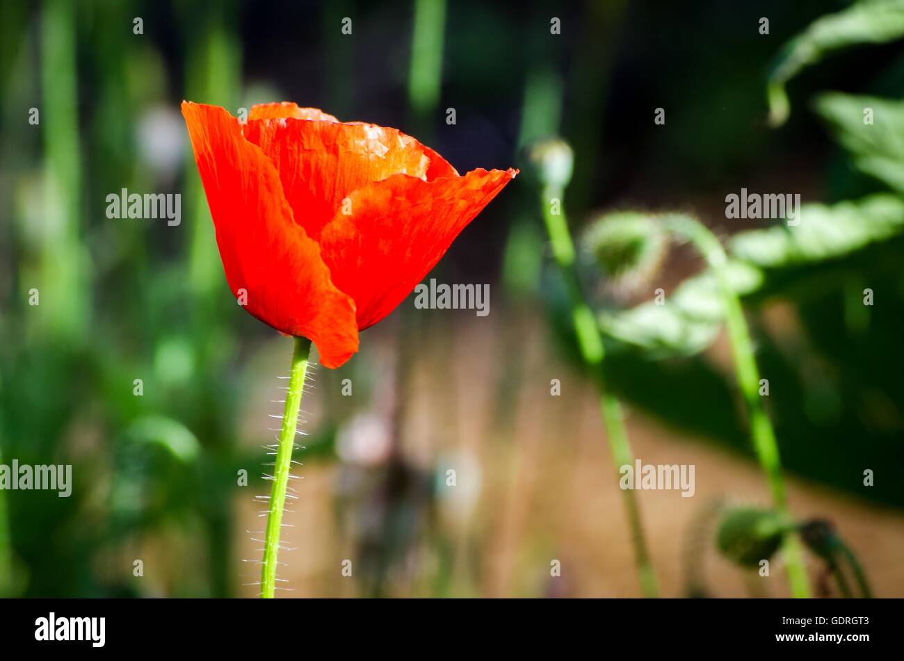 Bolivia canada hi-res stock photography and images - Alamy