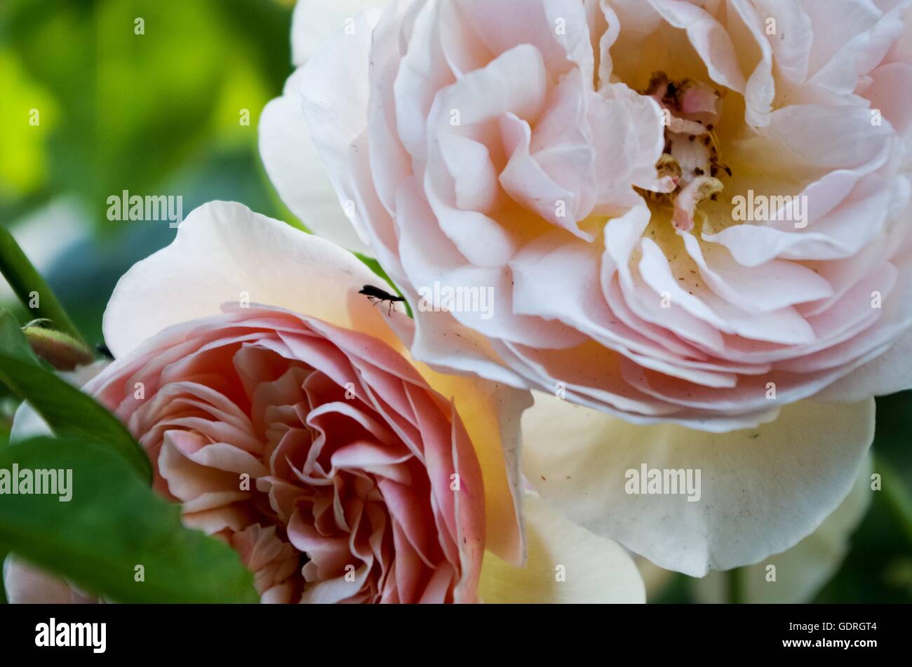 Vancouver wedding hi-res stock photography and images - Alamy