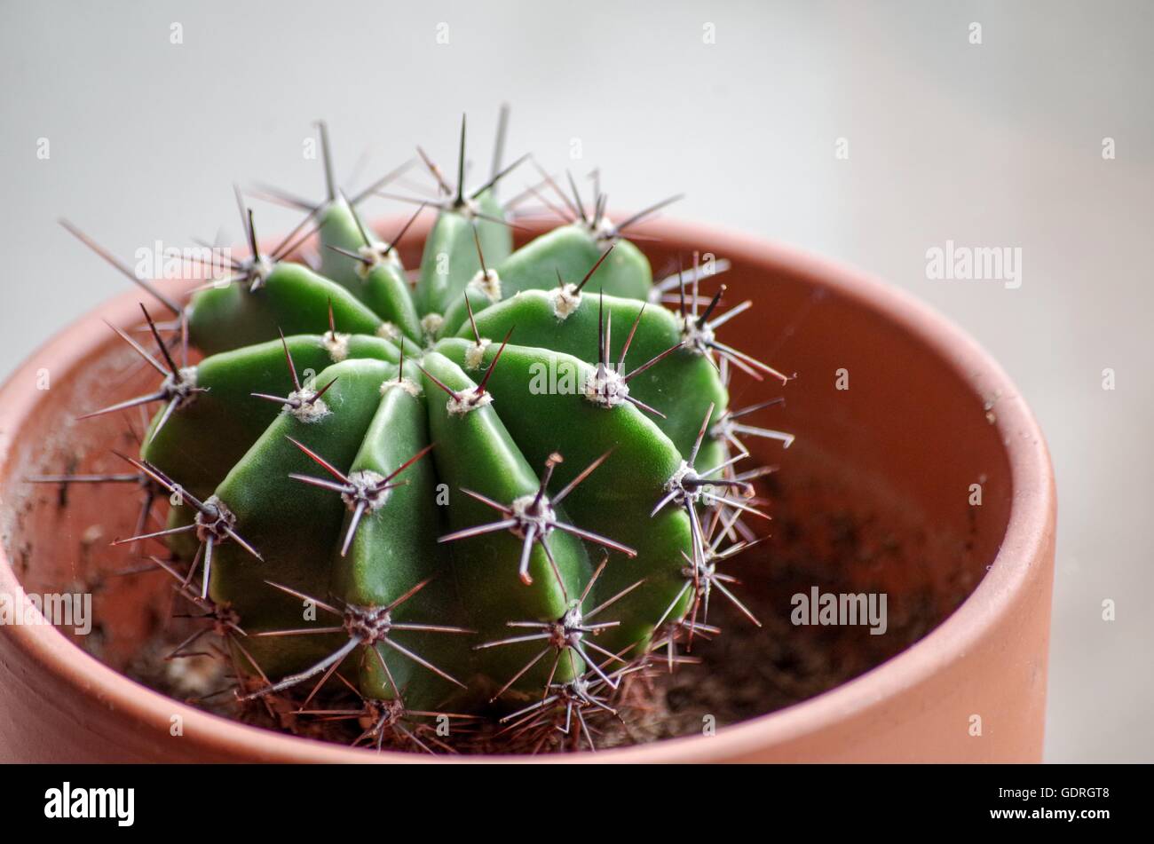 Tiny Cactus in a ceramic pot Stock Photo - Alamy
