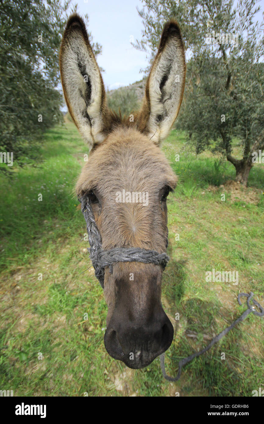 Photography of a donkey in perspective, only head Stock Photo - Alamy