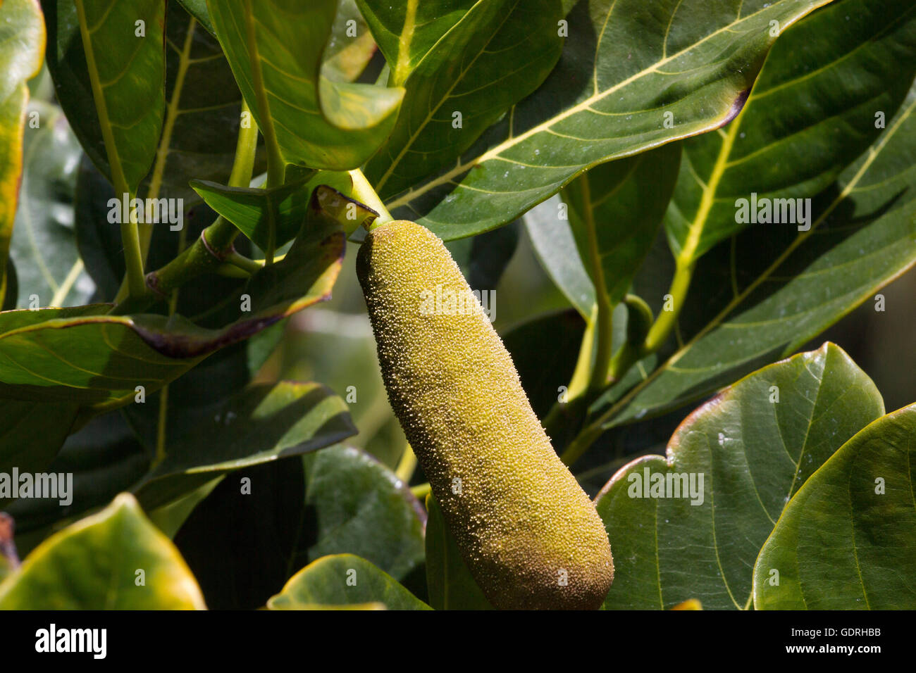 Growing fresh small jackfruit hi-res stock photography and images - Alamy