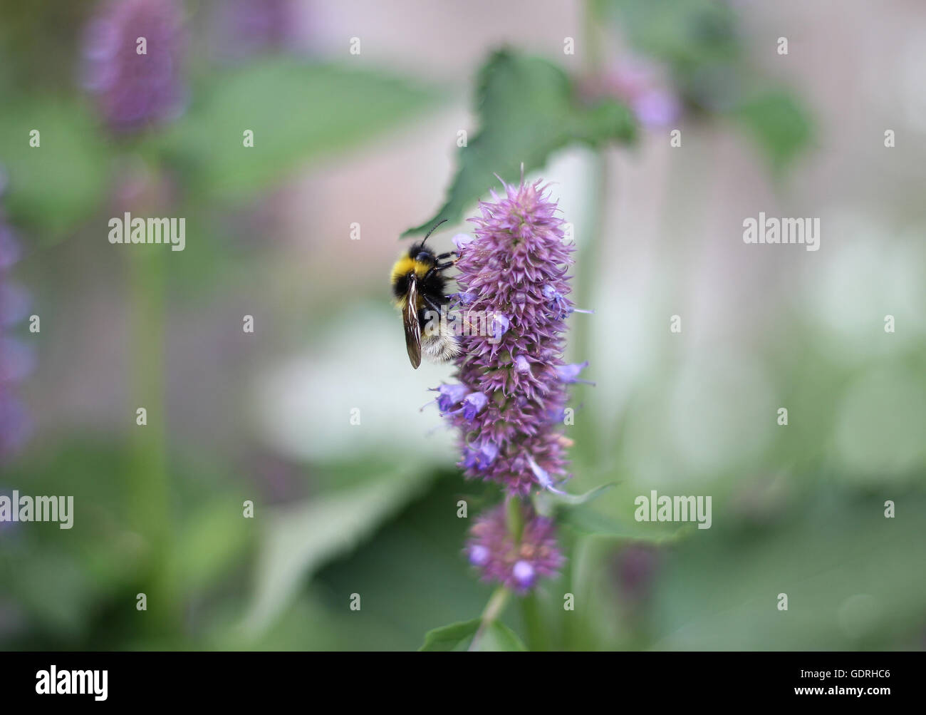 Bee standing hi-res stock photography and images - Alamy