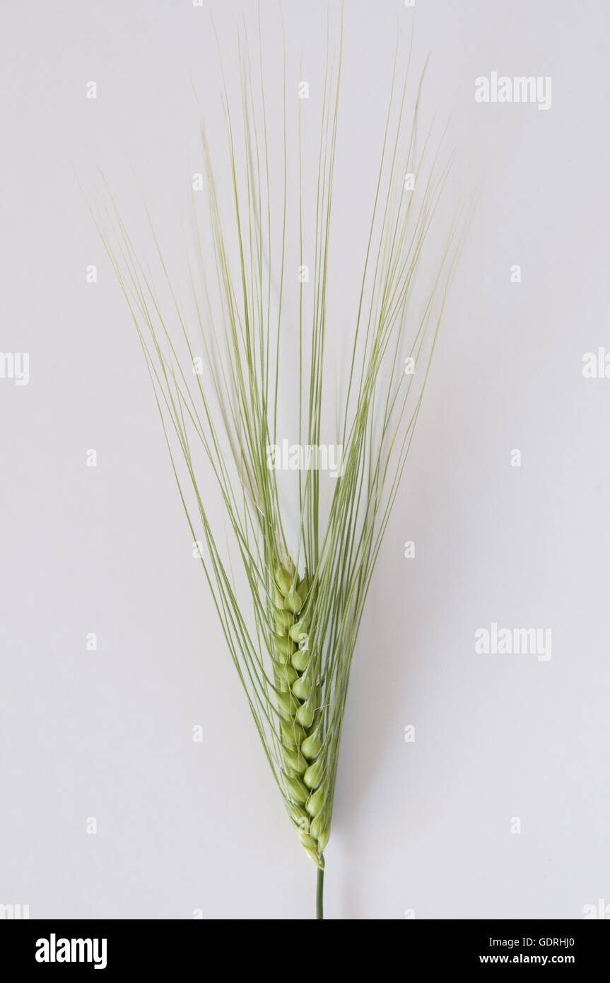 botany, grain, barley, (Hordeum Vulgare), ear, Additional-Rights ...