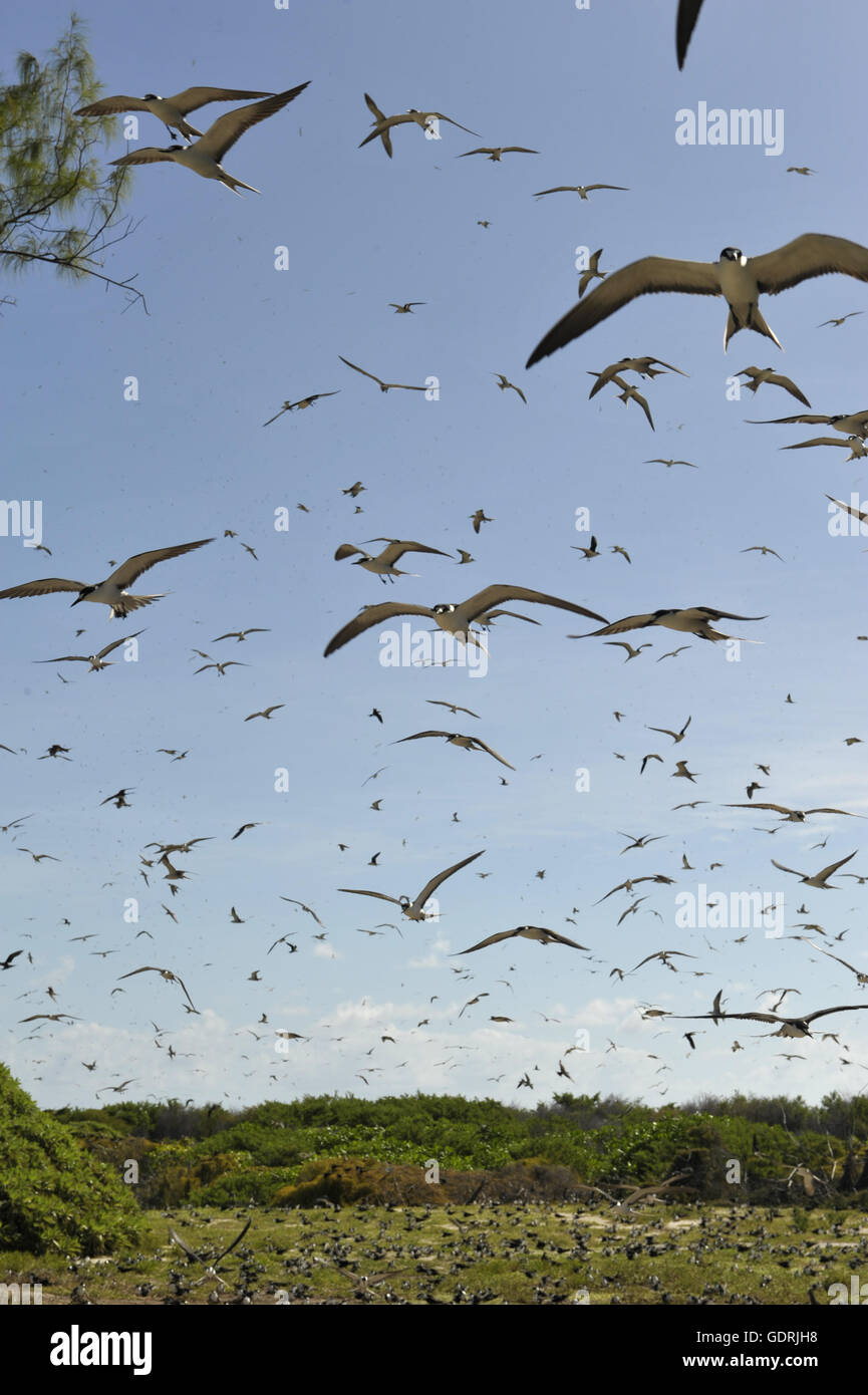 zoology / animals, birds, Sooty Tern (Onychoprion fuscata), Bird Island ...