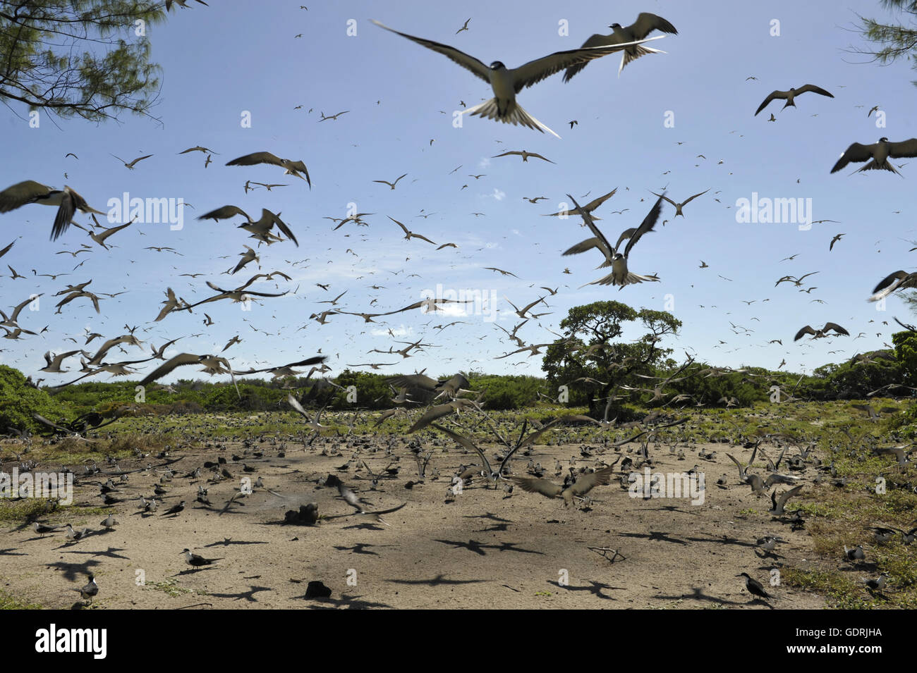 zoology / animals, birds, Sooty Tern (Onychoprion fuscata), Bird Island ...