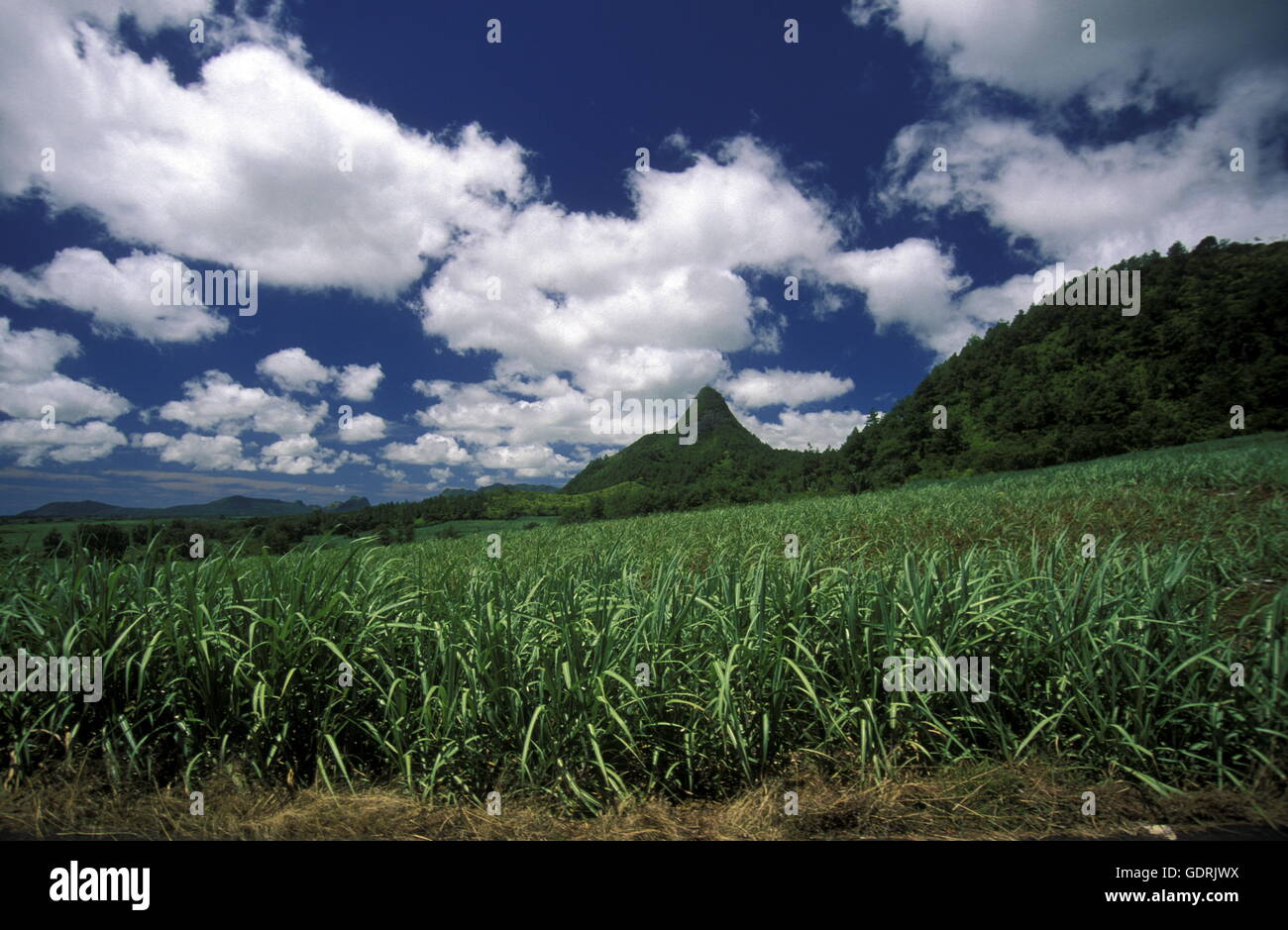 Ein Zuckerrohr Feld oder Plantage im Zentralen Gebierge der Insel ...